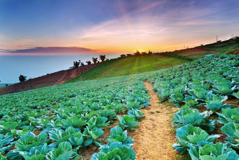 Cabbage farm stock image. Image of harvest, growth, farming - 30585571