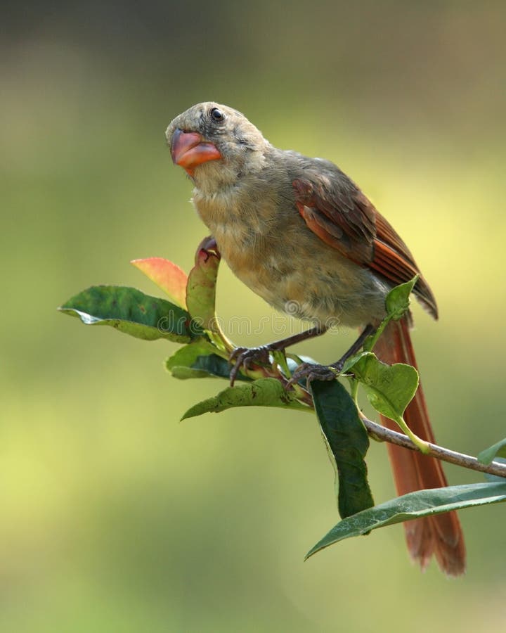Morning Cardinal stock image. Image of nature, female - 16266333