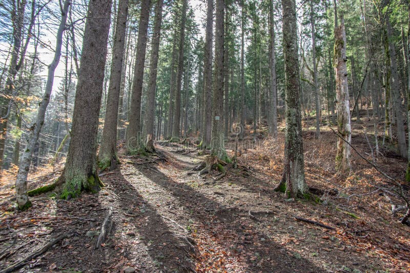 Forest in the haze stock image. Image of nature, illumination - 149060557