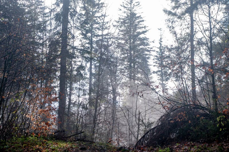 Forest in the haze stock photo. Image of rich, evening - 149061090