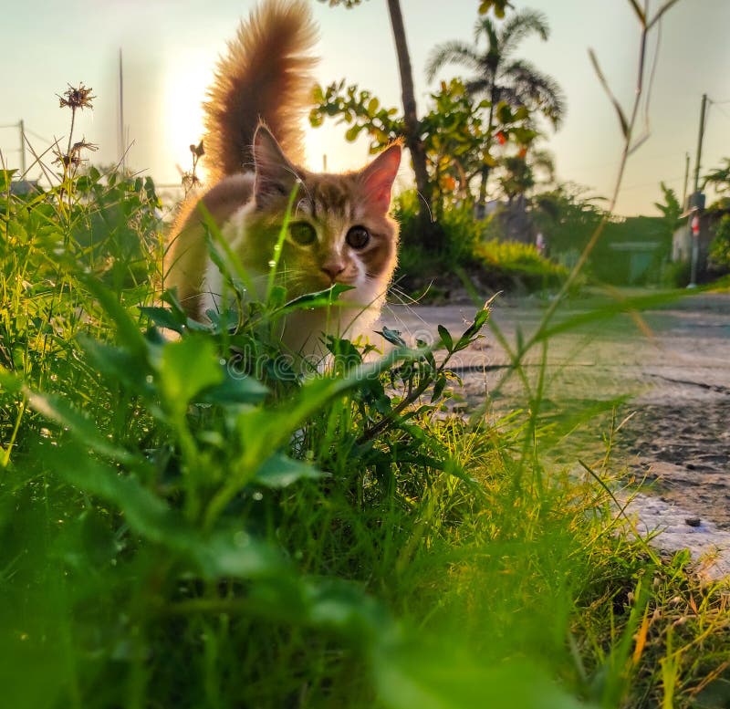 Cat through the Morning Sunrise Stock Photo - Image of meadow, flower ...