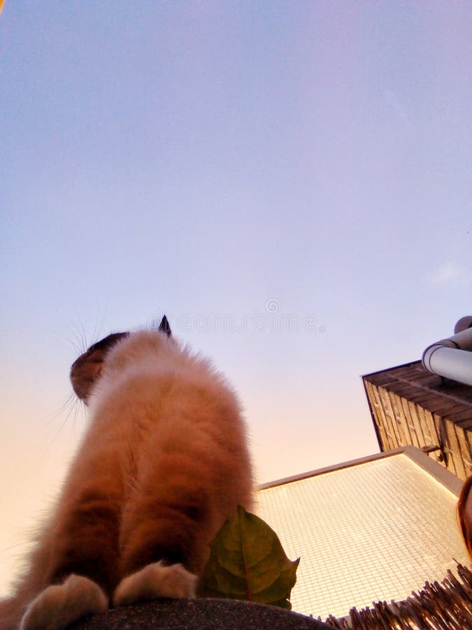 Morning cat stock photo. Image of sunrise, cats, fluffy - 128853346