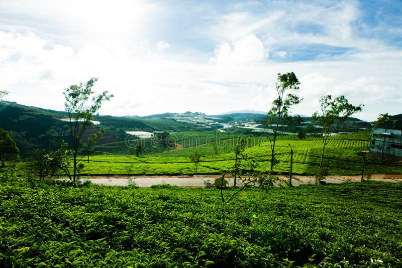 The Morning at Cau Dat Tea Farm at Da Lat, Vietnam Stock Photo - Image ...