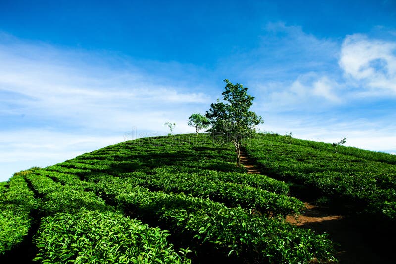 The Morning at Cau Dat Tea Farm at Da Lat, Vietnam Stock Image - Image ...