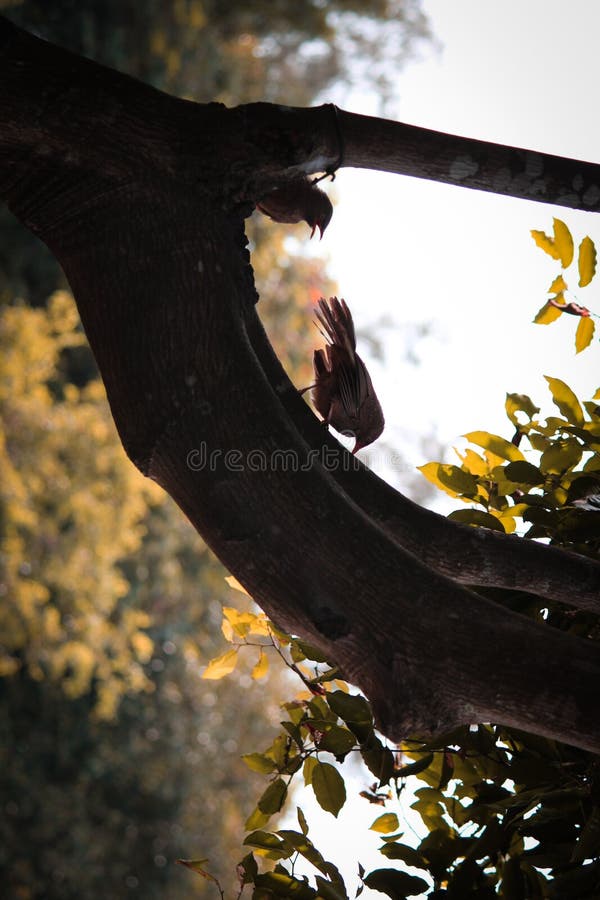 Morning click stock photo. Image of click, birds, nature - 92207522