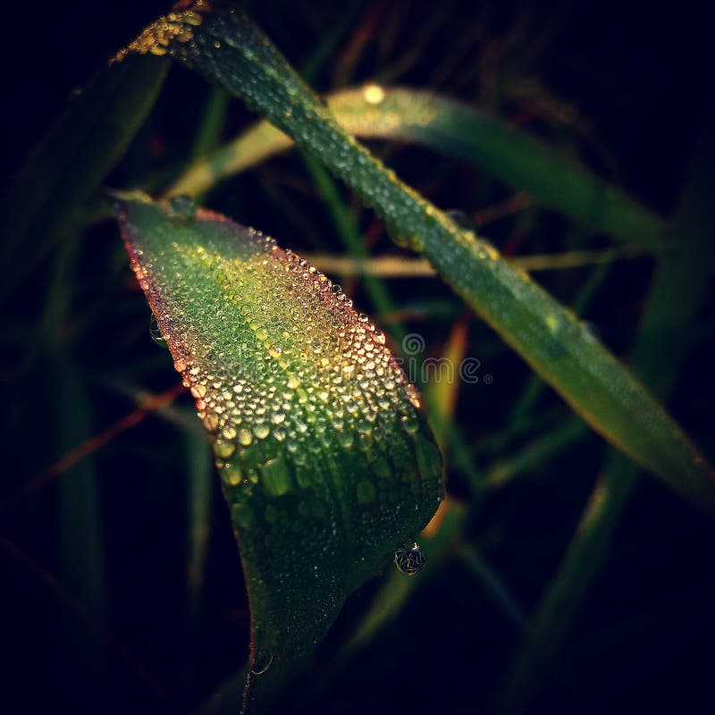 Morning Click Mist Green Kerala Stock Photo - Image of walk, morning ...