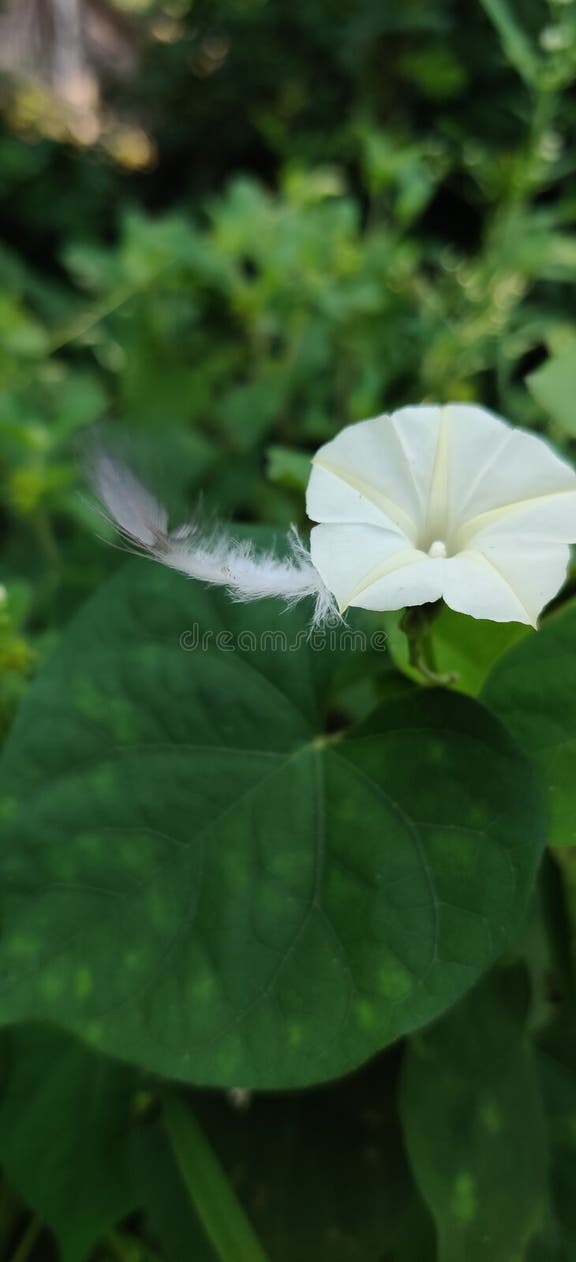 Morning Click on One Plus Mobil Stock Photo - Image of plus, morning ...