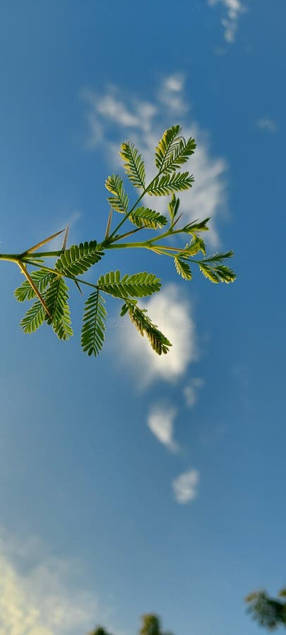 Morning Clicks Nature Beautiful Sky Stock Photos - Free & Royalty-Free ...