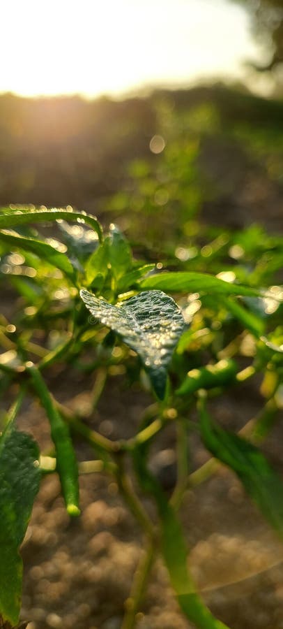 Morning Clicks Nature Love Sky View Stock Photo - Image of nature, love ...