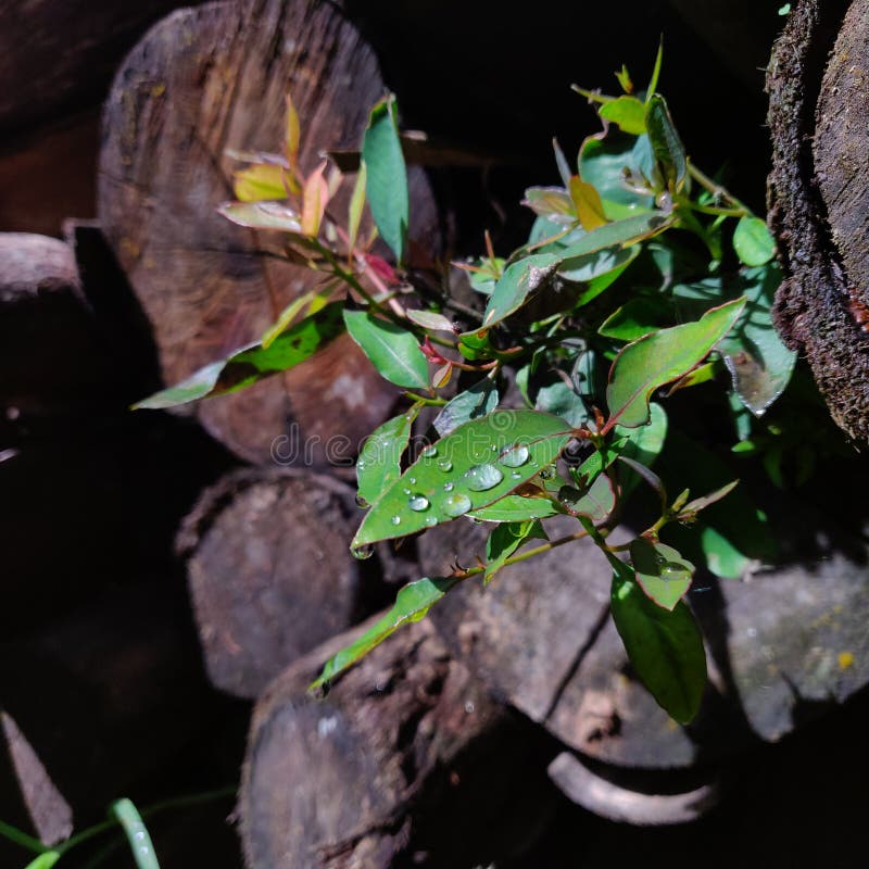 Morning clickz stock image. Image of clickz, wood, morning - 134480227