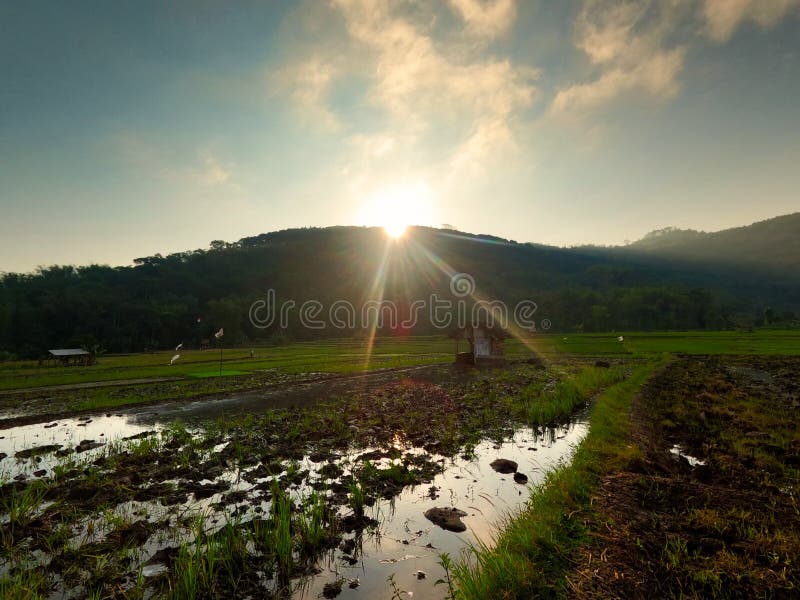 Morning and Cool Atmosphere in the Rice Fields Stock Photo - Image of ...