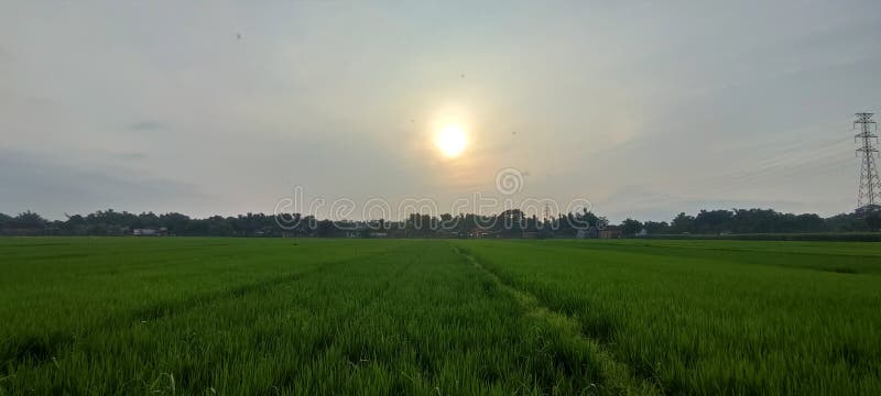 Morning in the Cool Rice Fields Stock Image - Image of green, morning ...