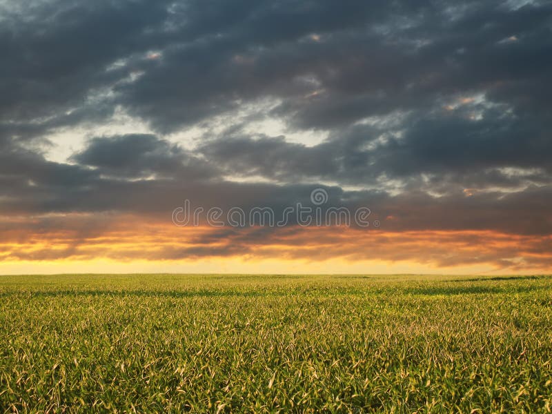 Morning Corn Field stock photo. Image of corn, ranch, farming - 2677608