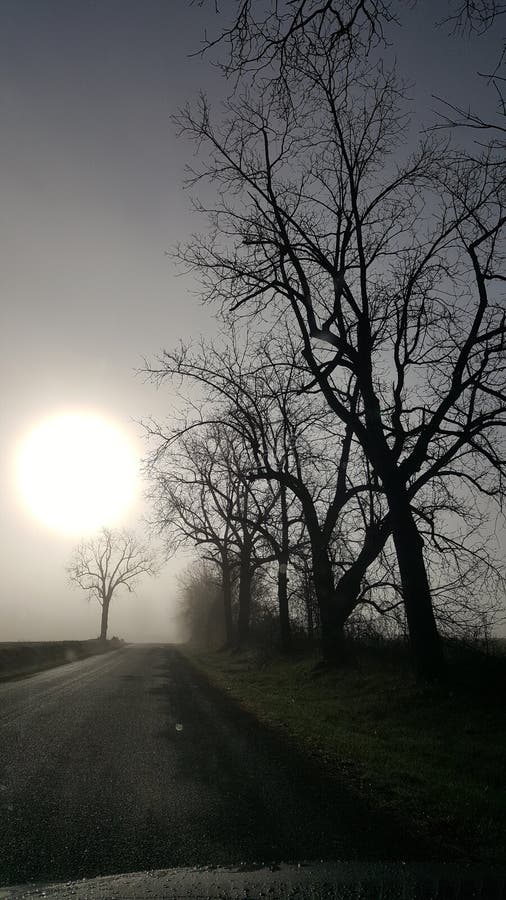 Morning on a country road stock photo. Image of plant - 182182314