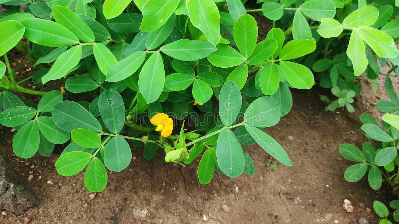 In the Morning, the Dark Green Peanut is Full of Vitality, is ...