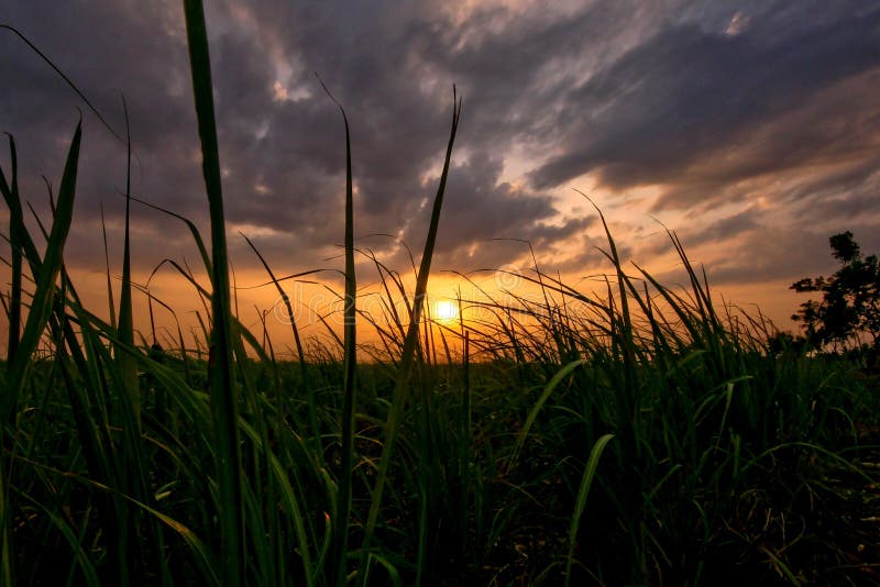 People Jumping Plain Background Photos - Free & Royalty-Free Stock ...