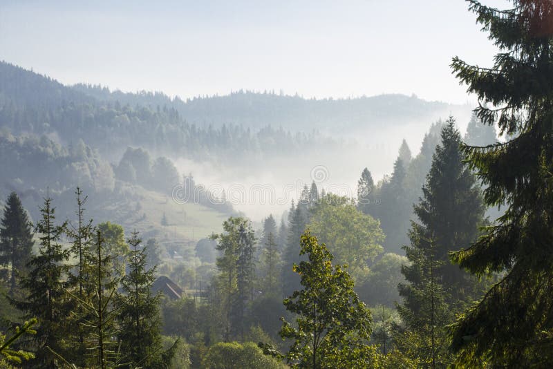 At Morning Dawn Mist Over Forest in Mountains Stock Photo - Image of ...