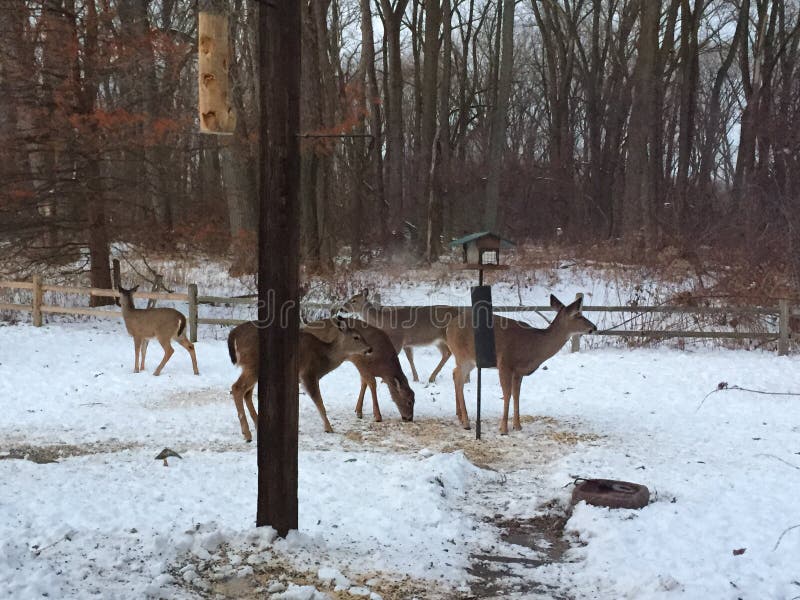 Morning Deer Rocky Peak Park California Stock Photo - Image of wildlife ...