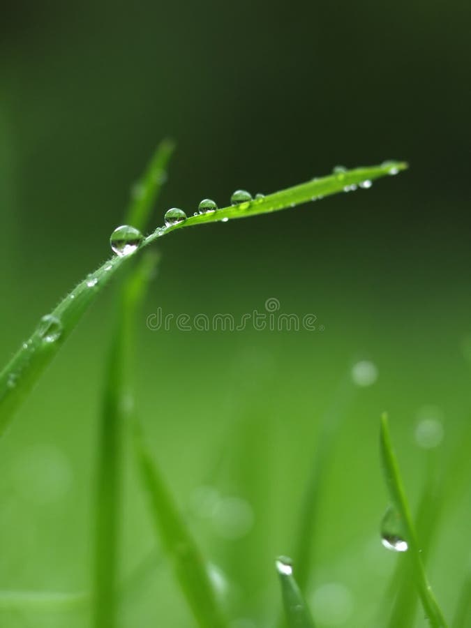 Morning Dew stock image. Image of mist, leaves, blade - 1021987