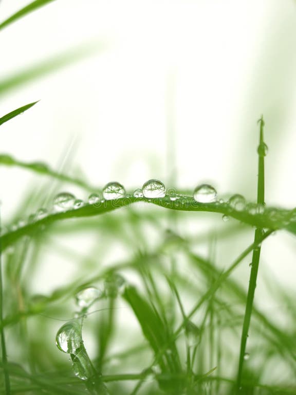 Morning Dew stock image. Image of droplets, botany, liquid - 1021997