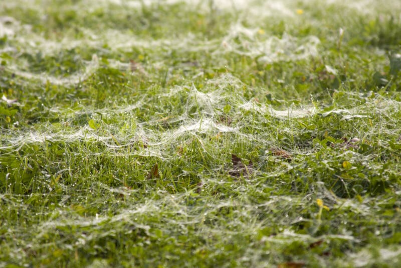 Morning dew stock photo. Image of fall, green, morning - 11938288