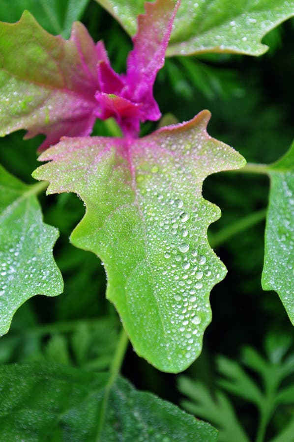 Morning dew stock image. Image of colored, plants, fresh - 12476253