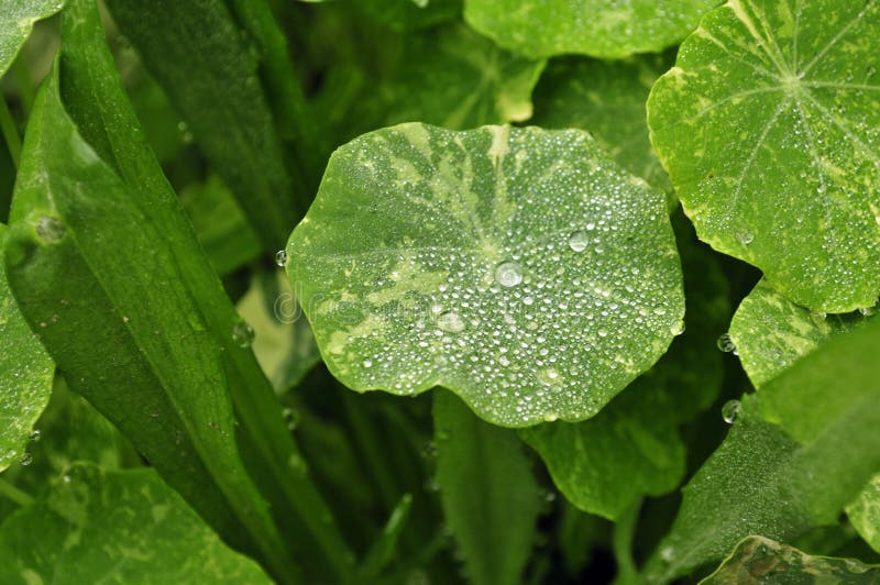 Morning dew stock photo. Image of macro, closeup, glory - 12476624