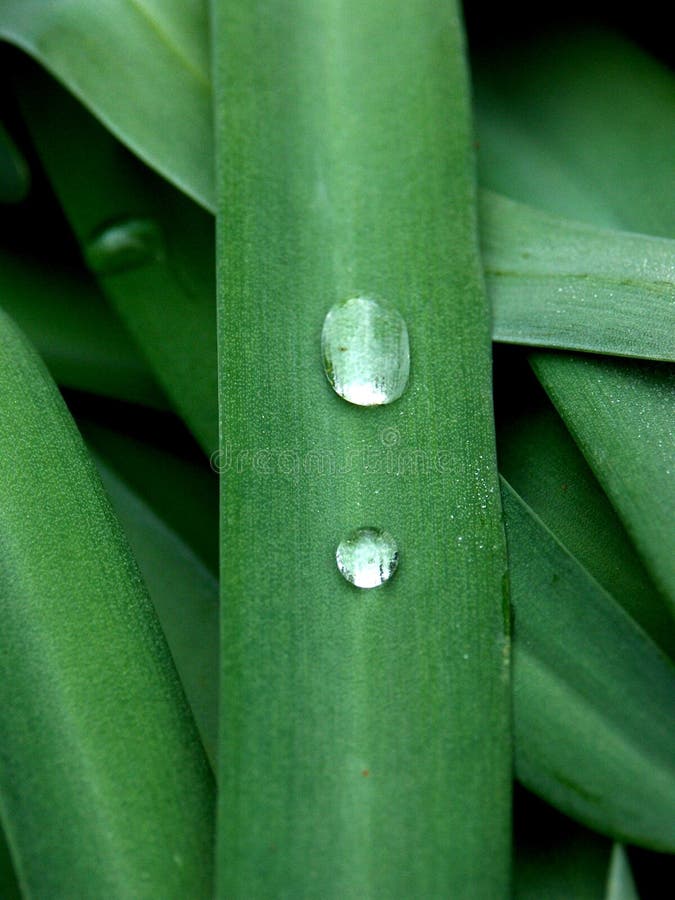 Morning Dew Picture. Image: 1618127