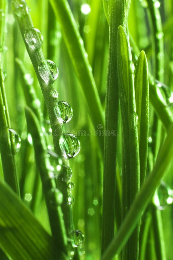 Morning dew stock image. Image of herb, morning, bokeh - 23477677