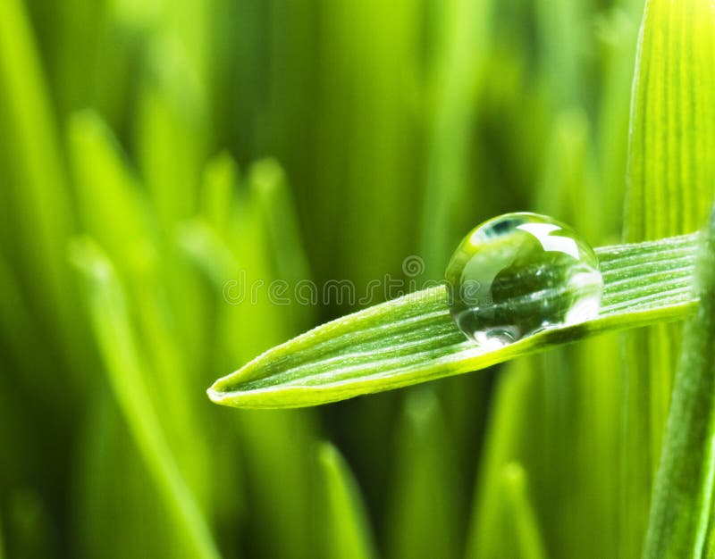 Morning dew stock photo. Image of green, bright, nature - 23504162