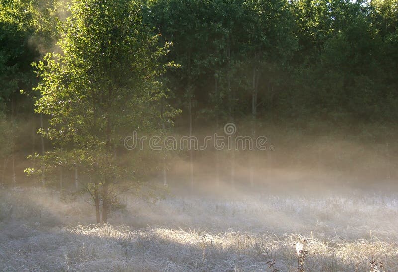 Morning dew stock image. Image of grass, cold, frost - 27256525
