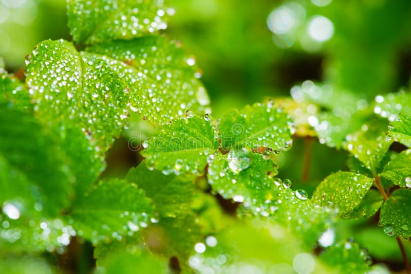 Morning dew stock image. Image of wild, moisture, natural - 27371895