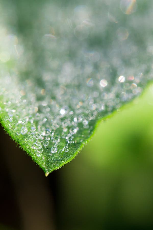 Morning dew stock photo. Image of blade, liquid, lawn - 28467052