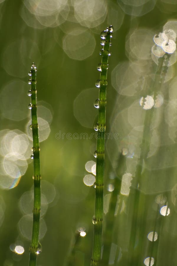 Morning Dew Picture. Image: 3183955