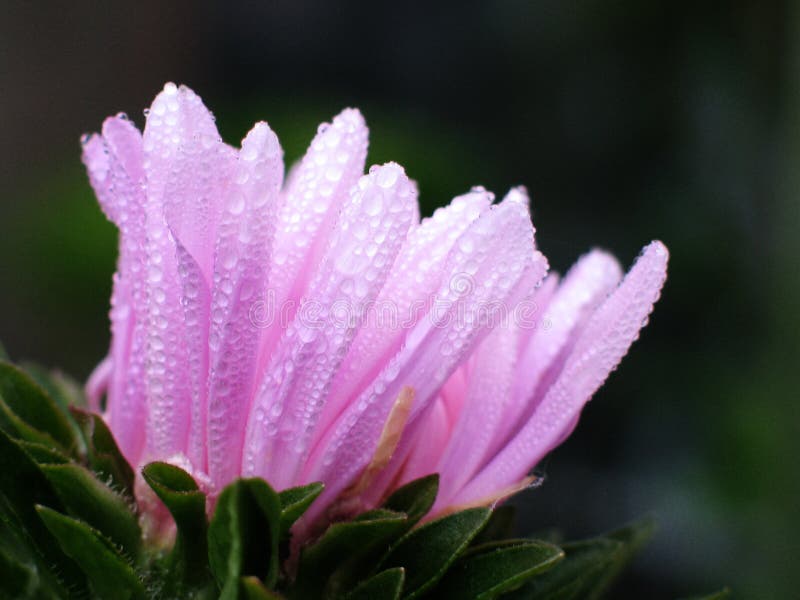 Morning Dew Picture. Image: 319145