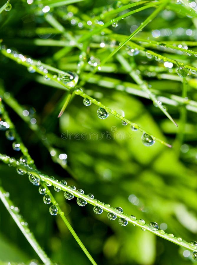Morning dew stock photo. Image of morning, beauty, raindrop - 741478