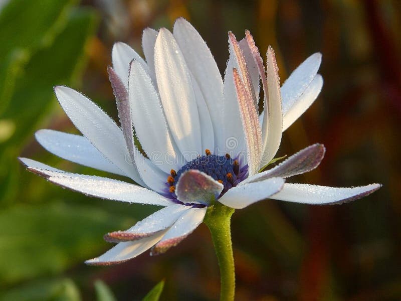 Morning Dew Picture. Image: 91782387