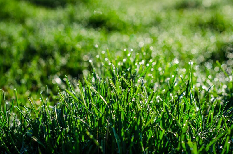 Morning dew stock photo. Image of colorful, early, morningdew - 90502672