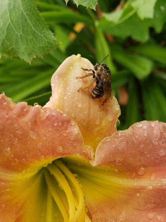 Morning Dew Bee stock image. Image of petal, leaf, animal - 230793507