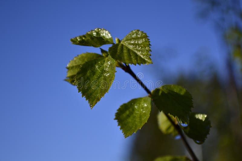 Morning dew stock photo. Image of branches, birch, blue - 54452710