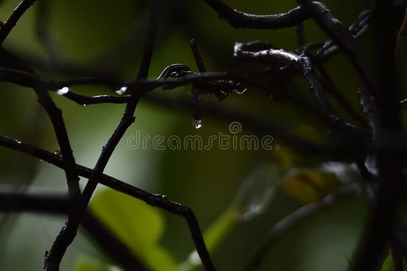 Morning dew in the night stock photo. Image of fresh - 138529926