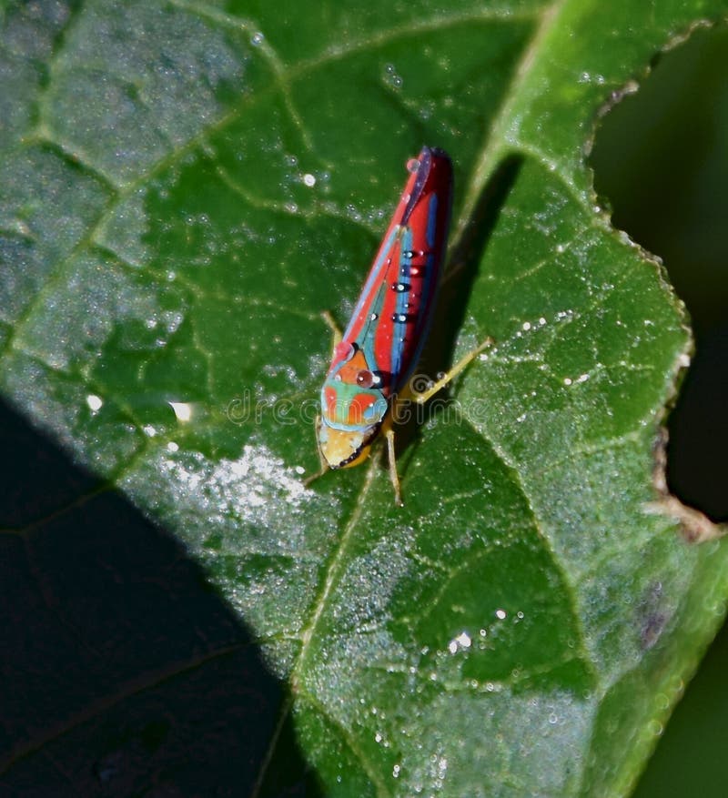 Dew on Red Banded Leaf Hopper in Morning Stock Image - Image of green ...