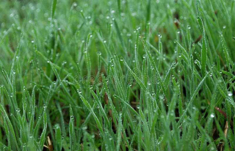 Small Drops of Dew on Bright Green Grass Stock Photo - Image of small ...