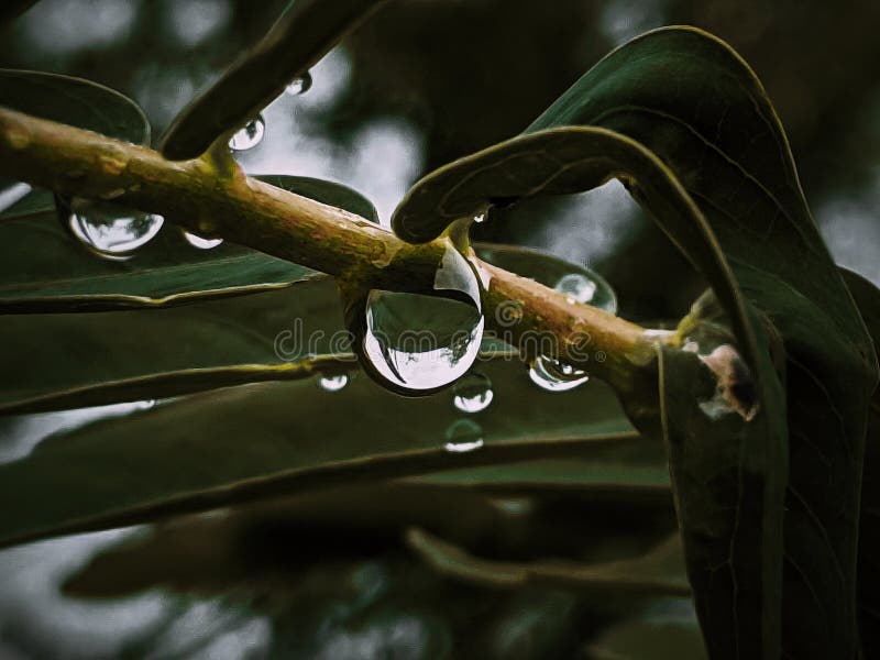 Morning Dew Dripping on the Trees Stock Photo - Image of morning ...