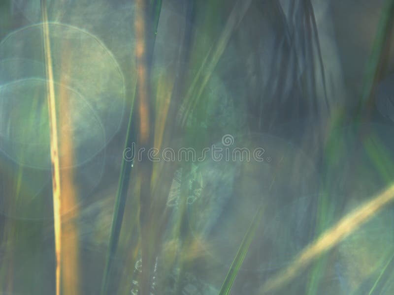 Morning Dew. Dew Drop on a Blade of Grass Stock Photo - Image of drop ...
