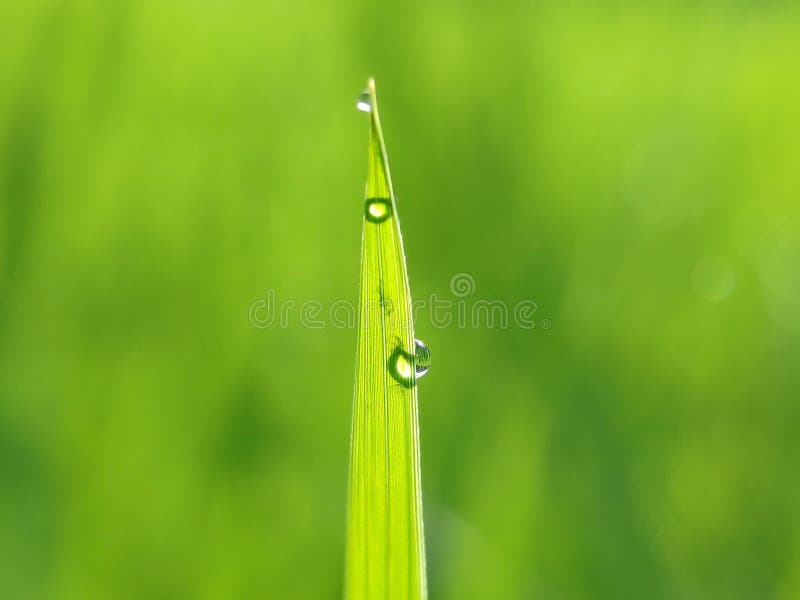 Leaves in the meadow stock photo. Image of earth, forest - 58379914
