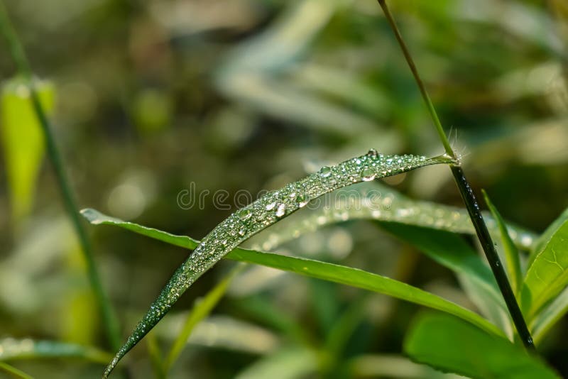 Morning Dew Drop Fall on the Small Green Grass Leaf Close-up Shot in ...