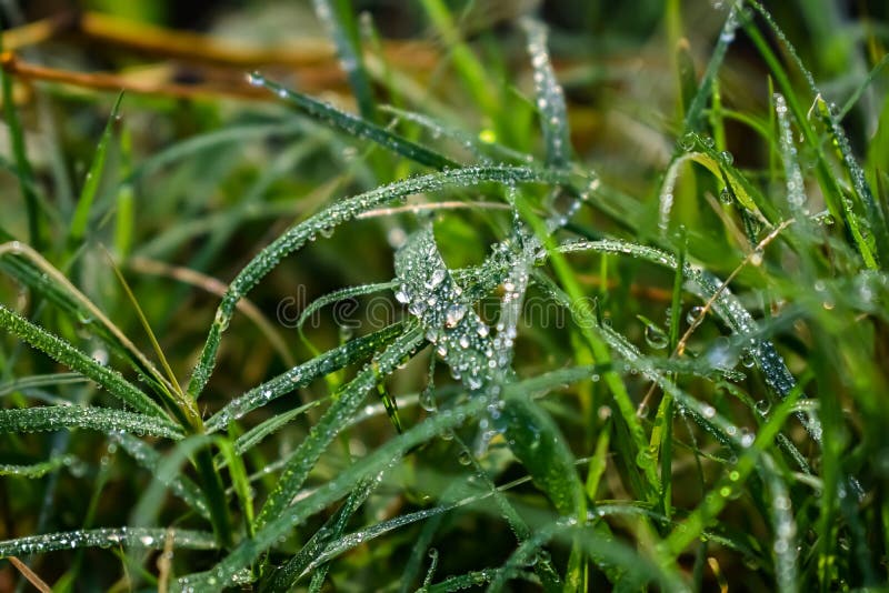 Morning Dew Drop Fall on the Small Green Grass Leaf Close-up Shot in ...