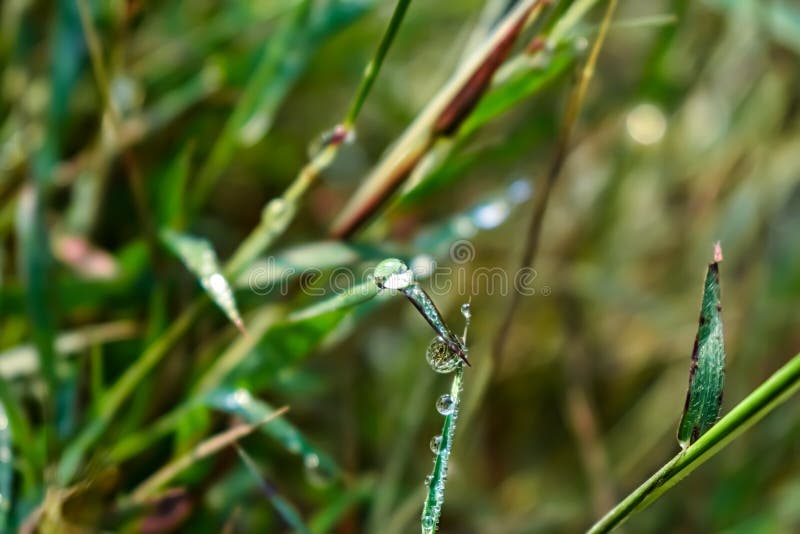 Morning Dew Drop Fall on the Small Green Grass Leaf Close-up Shot in ...