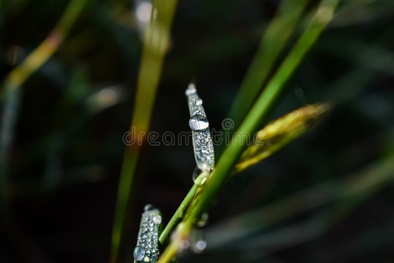 Morning Dew Drop Fall on the Small Green Grass Leaf Close-up Shot in ...